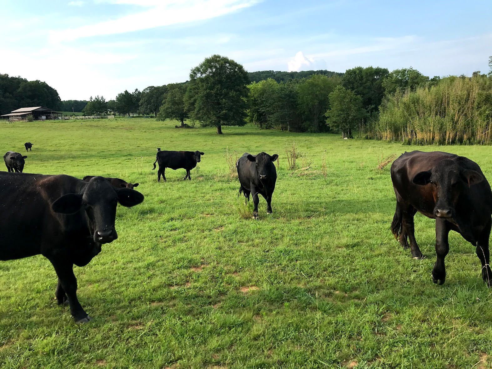 What We Do – Benson Farms